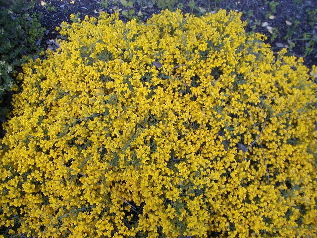 RETAMA: CARACTERÍSTICAS, PROPIEDADES, HABITAT, Y CUIDADOS