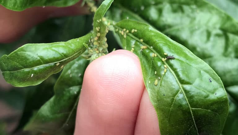 TRIPS: CÓMO PREVENIR, COMBATIR, Y ELIMINAR ESTAS PLAGAS