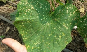 TRIPS: CÓMO PREVENIR, COMBATIR, Y ELIMINAR ESTAS PLAGAS