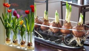 BULBOS: ¿QUÉ ES?, NOMBRES, CARACTERÍSTICAS, Y CULTIVO