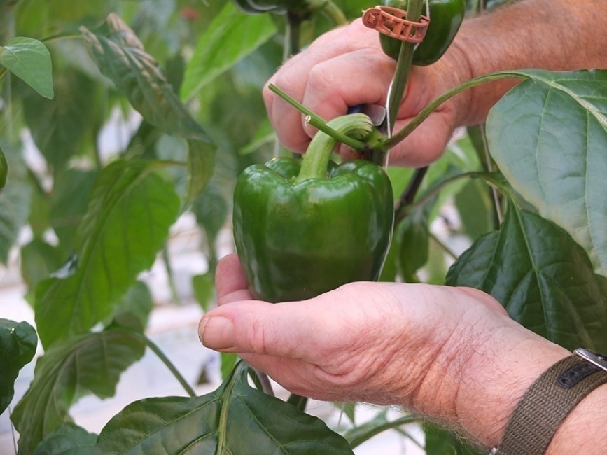 CÓMO SEMBRAR Y CULTIVAR PIMENTÓN O PIMIENTO EN CASA