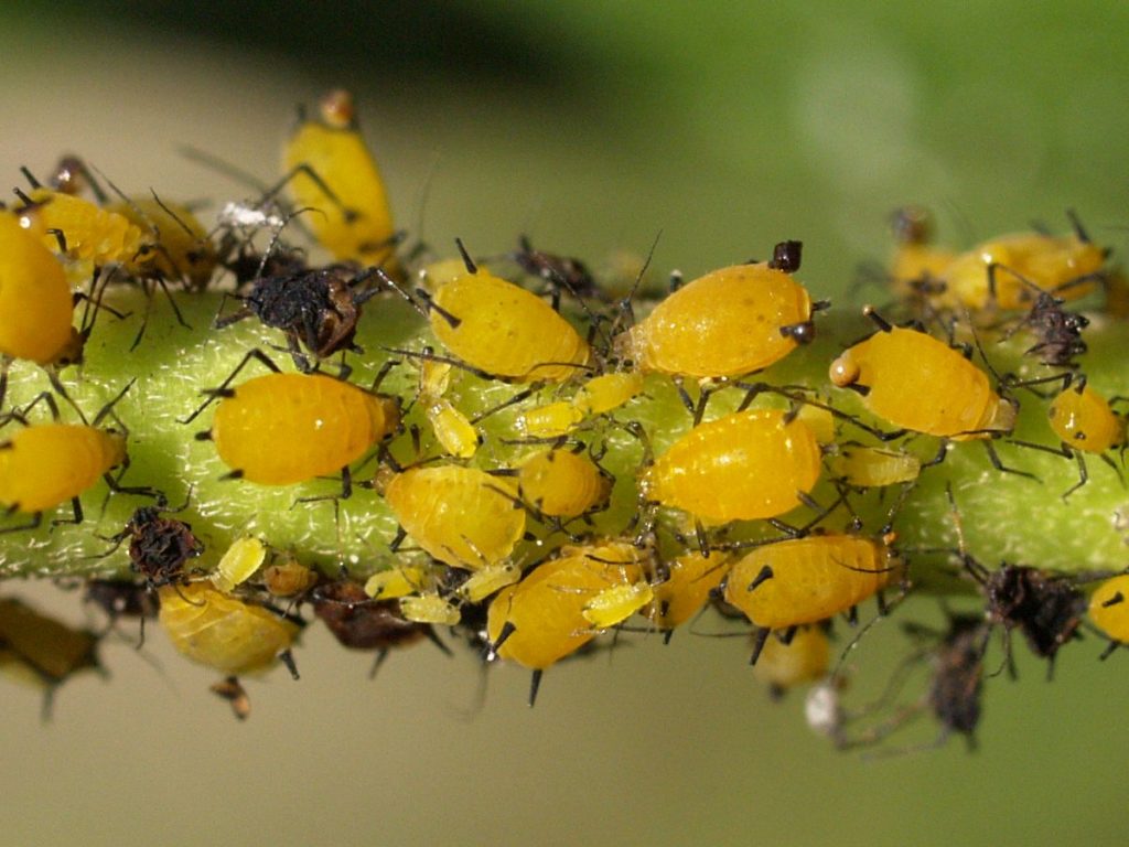 EL PULGÓN: CÓMO EVITAR, COMBATIR Y ELIMINARLO DEL HUERTO