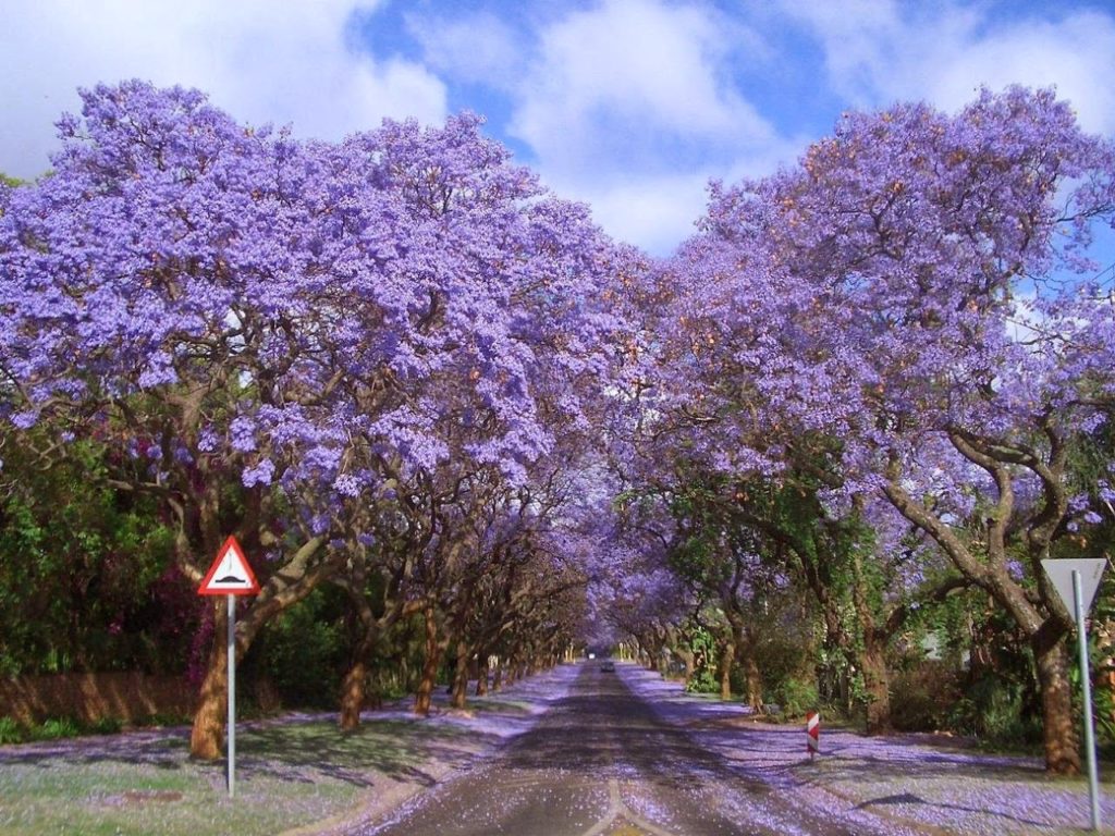 JACARANDÁ ÁRBOL: CARACTERÍSTICAS, PLANTACIÓN, Y CUIDADOS