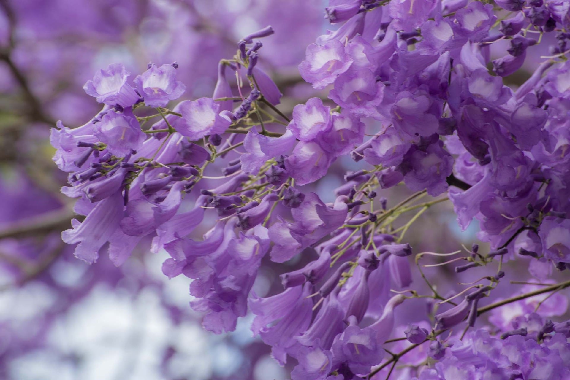 JACARANDÁ ÁRBOL: CARACTERÍSTICAS, PLANTACIÓN, Y CUIDADOS