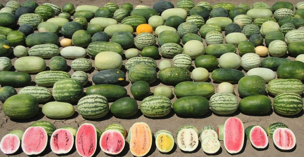 SANDÍAS: HISTORIA, CULTIVO, BENEFICIOS, CURIOSIDADES Y MÁS