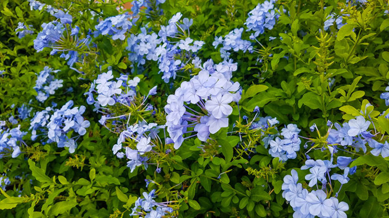 PLUMBAGO: CULTIVO, CUIDADOS, PODA, PROPIEDADES, Y MÁS
