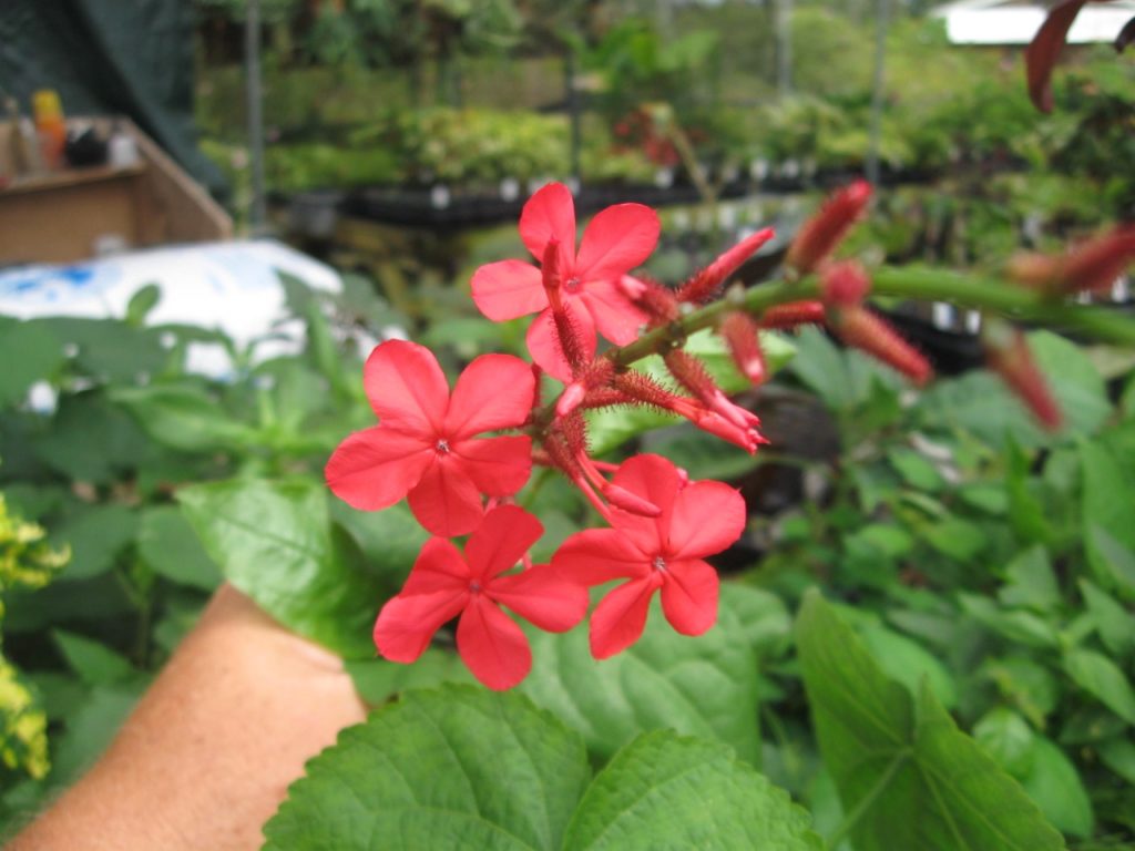 PLUMBAGO: CULTIVO, CUIDADOS, PODA, PROPIEDADES, Y MÁS