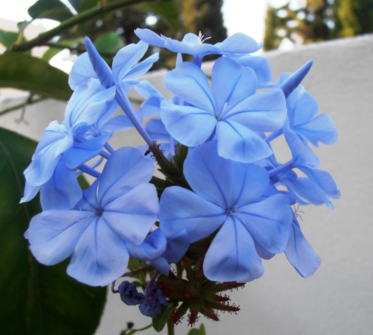 PLUMBAGO: CULTIVO, CUIDADOS, PODA, PROPIEDADES, Y MÁS