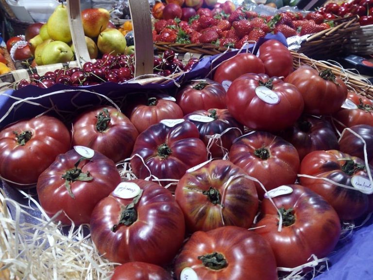 TOMATE AZUL INDIGO: BENEFICIOS, CUALIDADES, Y CURIOSIDADES